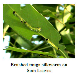 MUGA SILKWORM REARING TECHNOLOGY