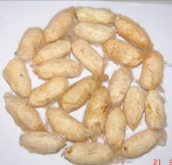 Processing of Muga Cocoons | कोकराझार, Assam