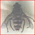Diseases and Pests of Silkworms | Kushinagar, Uttar Pradesh