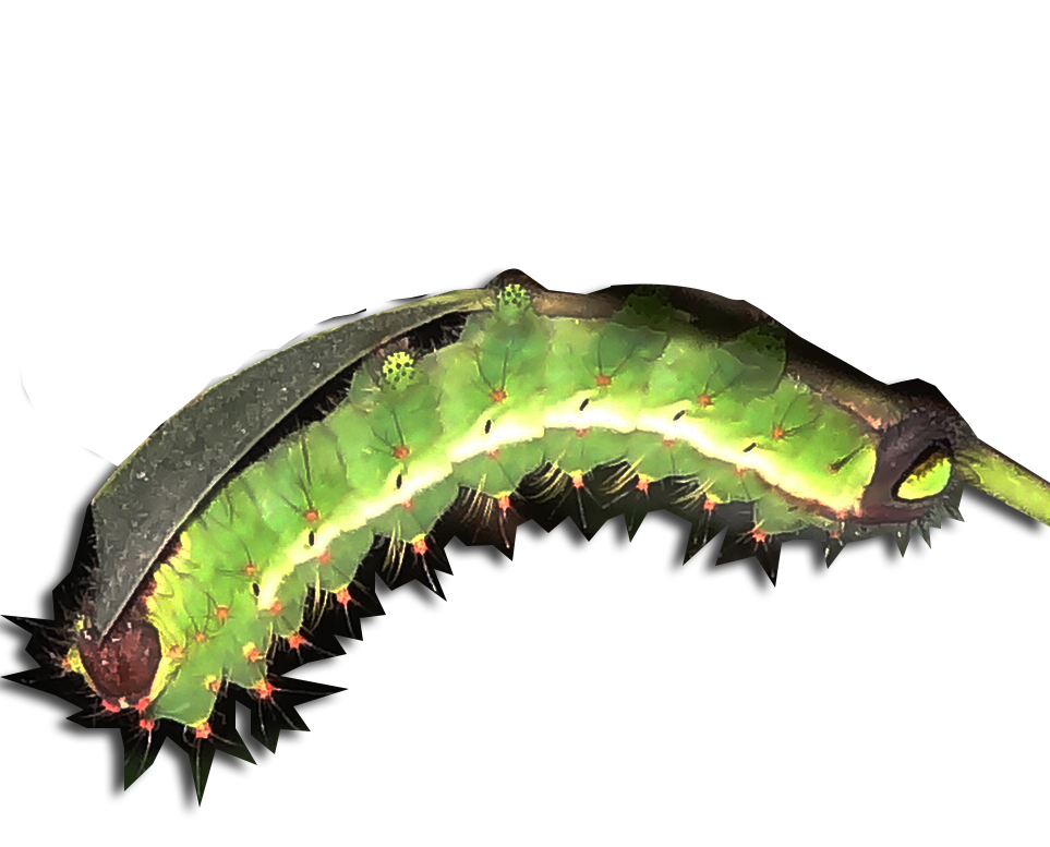 Temperate Tasar cocoon amshiyim | (English) Mokokchung, Nagaland