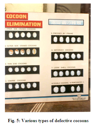PROCESSING OF MULBERRY COCOONS